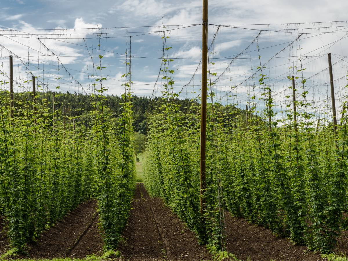 Hmelj se u Srbiji gaji samo u Vojvodini, a zarada ide i do 15.000 evra ...