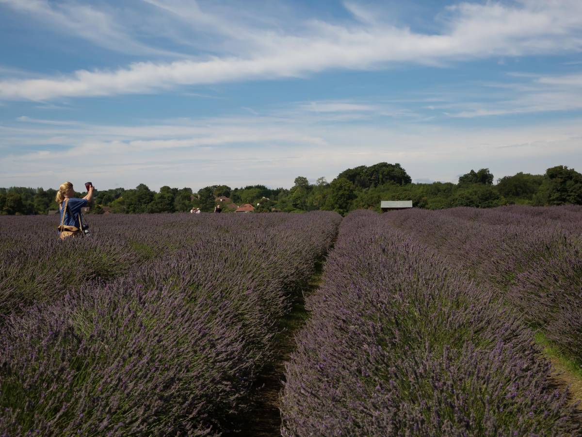Lavanda: Zarada ide i do 13.000 evra po hektaru, litar ulja se prodaje ...