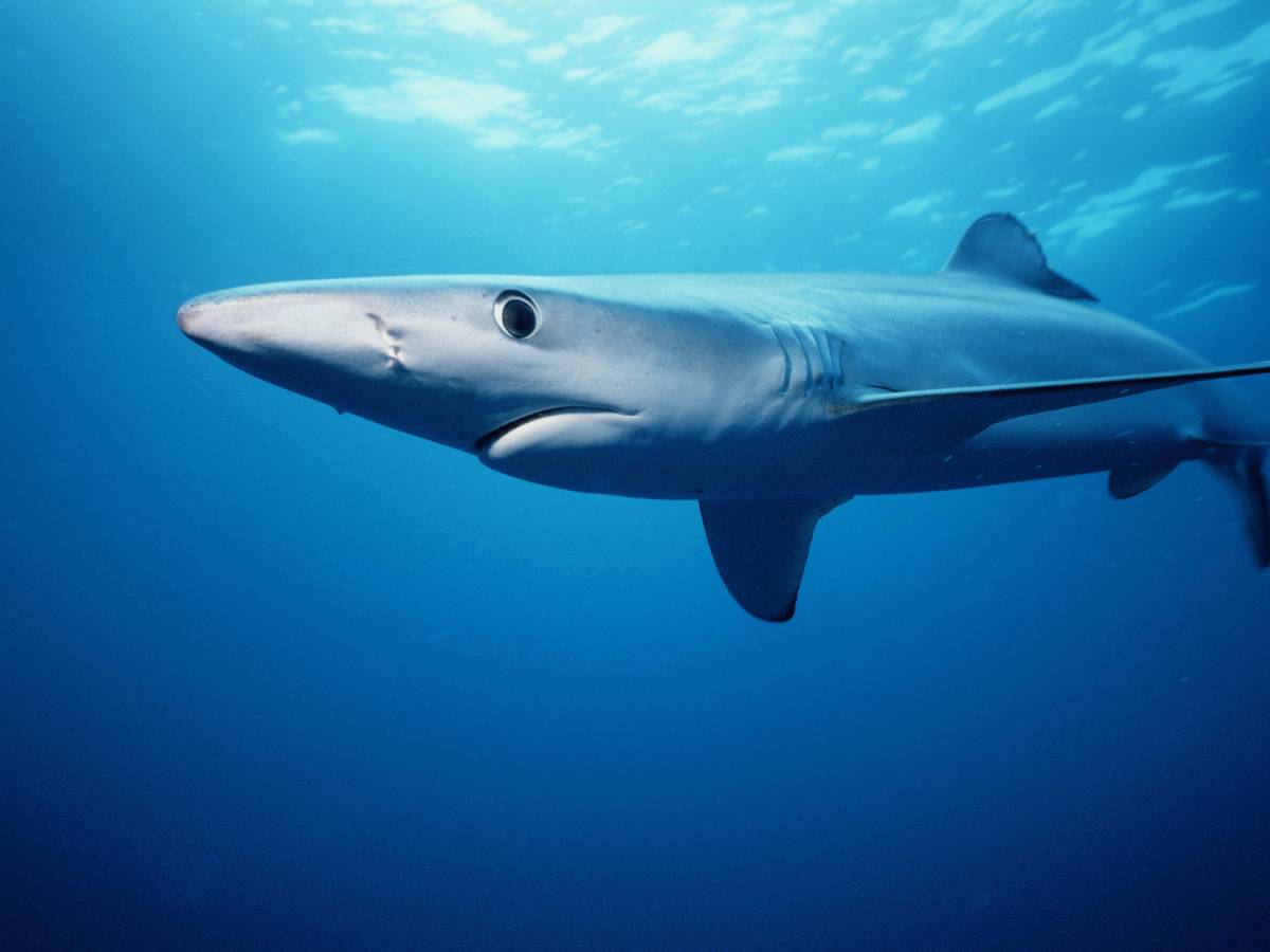 Plava ajkula od 200 kilograma uhvaćena kod Budve biće u muzeju | EUpravo zato