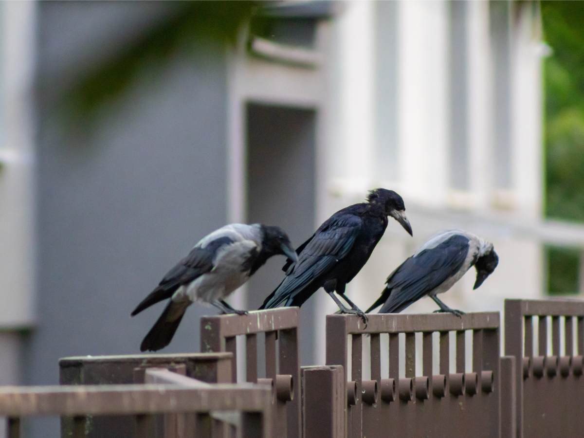 U Sedarteljeu vrane imaju posao i platu | EUpravo zato