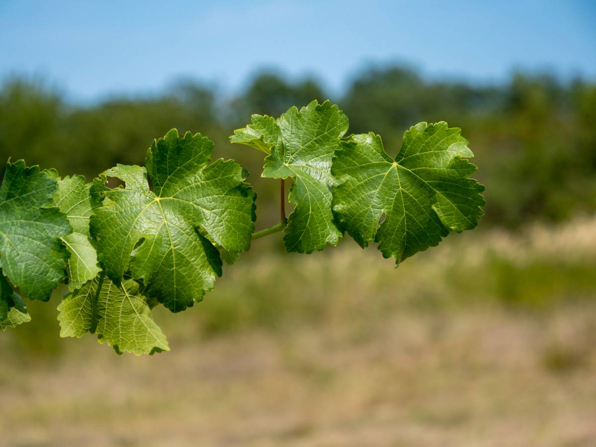 Jedna od najstarijih vinovih loza na svetu nalazi se u Srbiji | EUpravo ...