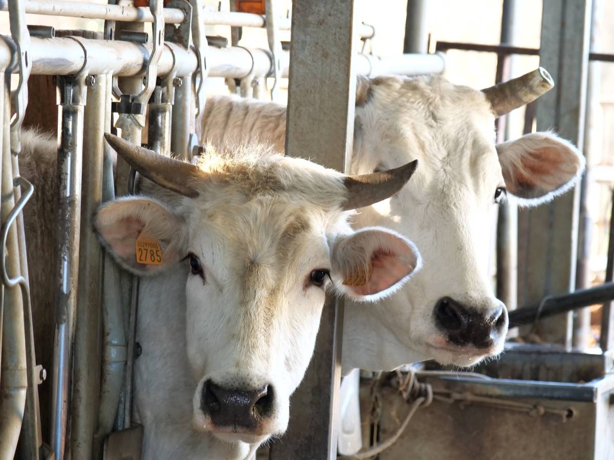 Draža iz Dobrića uvezao zaštićenu italijansku rasu goveda | EUpravo zato