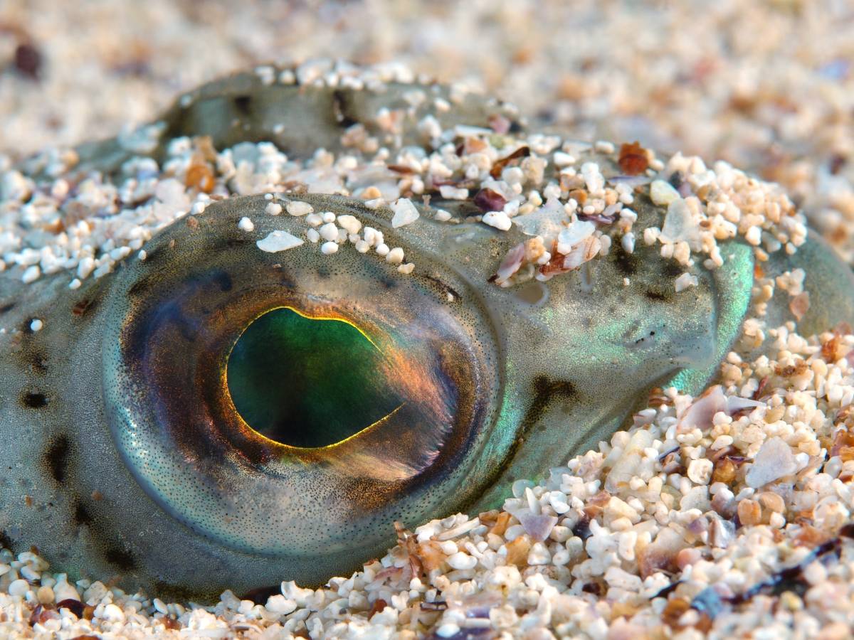 10 najopasnijih životinja u Sredozemnom moru: Riba dragana, bela ajkula ...