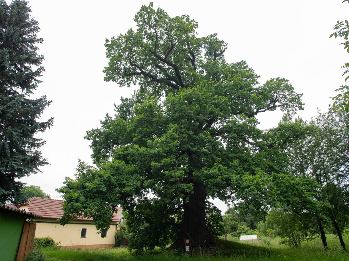 Zrenjaninski hrast lužnjak je star 125 godina, ali stručnjaci ne mogu ...