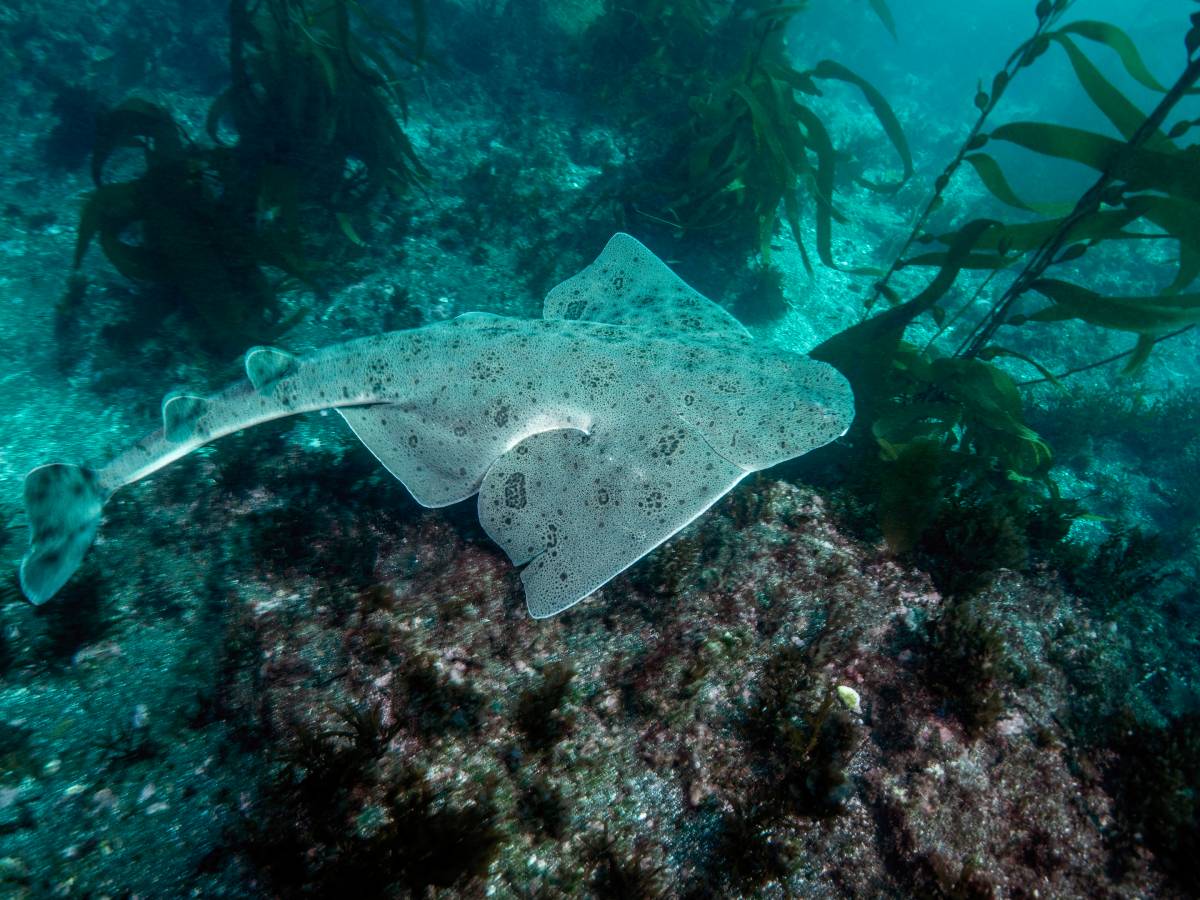 Izumrla jadranska vrsta ajkule pronađena u Crnom moru | EUpravo zato