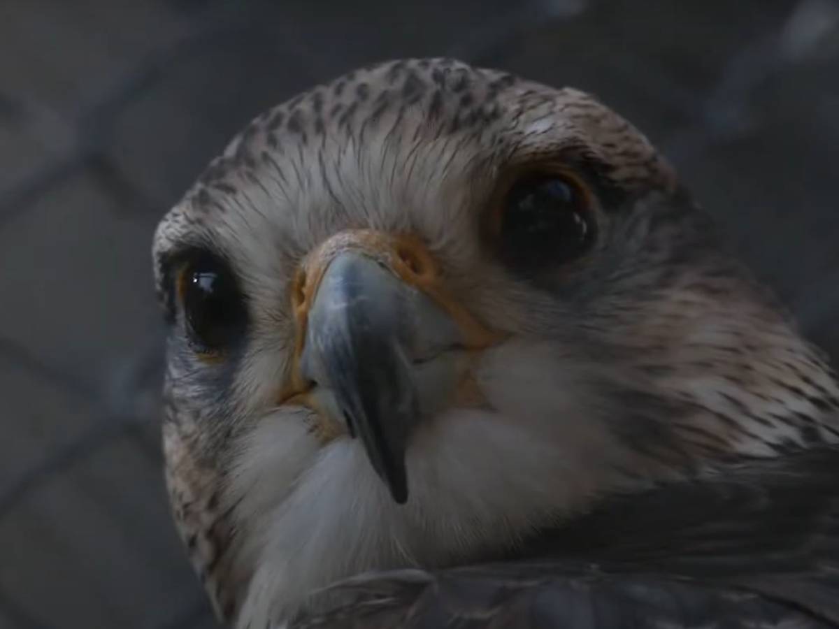Postavljena veštačka gnezda za stepskog sokola na dalekovodu u Inđiji ...