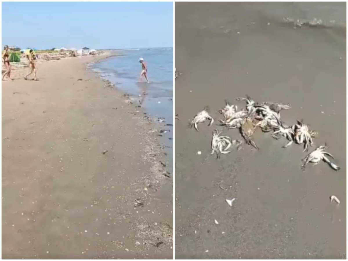 Plavi rakovi: Zadesio ih masovni pomor u Jadranu, stručnjaci imaju ...