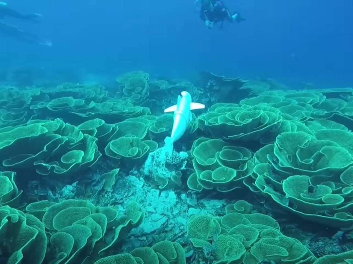 Robotska riba Eva pliva Ciriškim jezerom kako bi kasnije proučavala ...