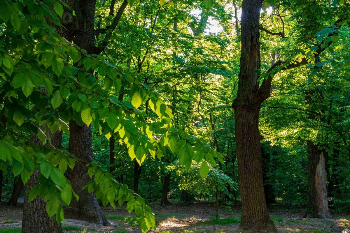 Da li će hrastove šume opstati u Srbiji? | EUpravo zato