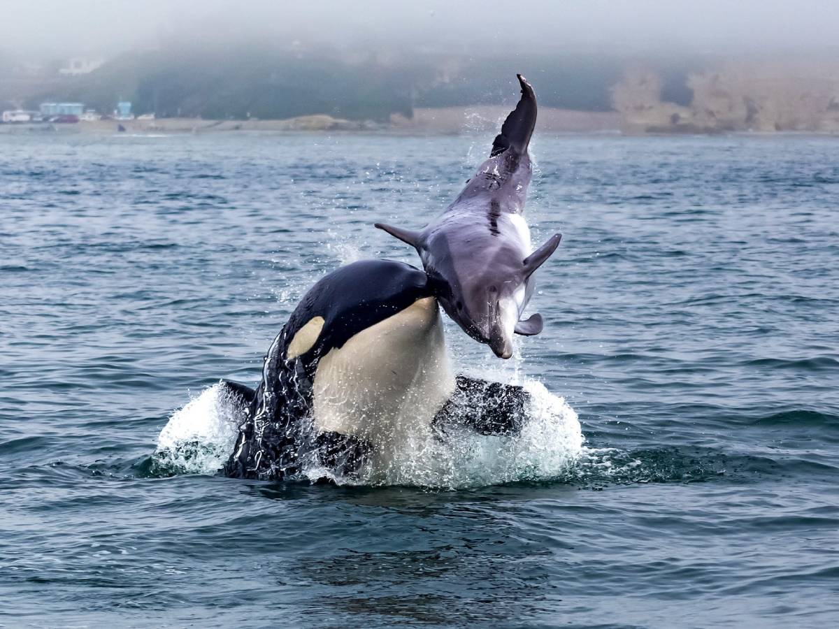 Orke napadaju brodove u Sredozemnom moru: Naučnici misle da je to neka ...