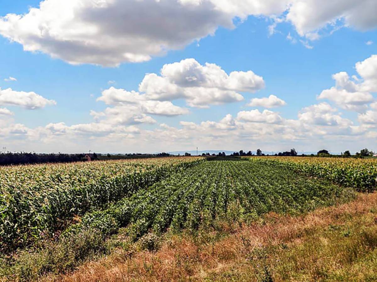 Kapsule sa Trichogramma parazitskim osicama nanete dronovima na kukuruz ...