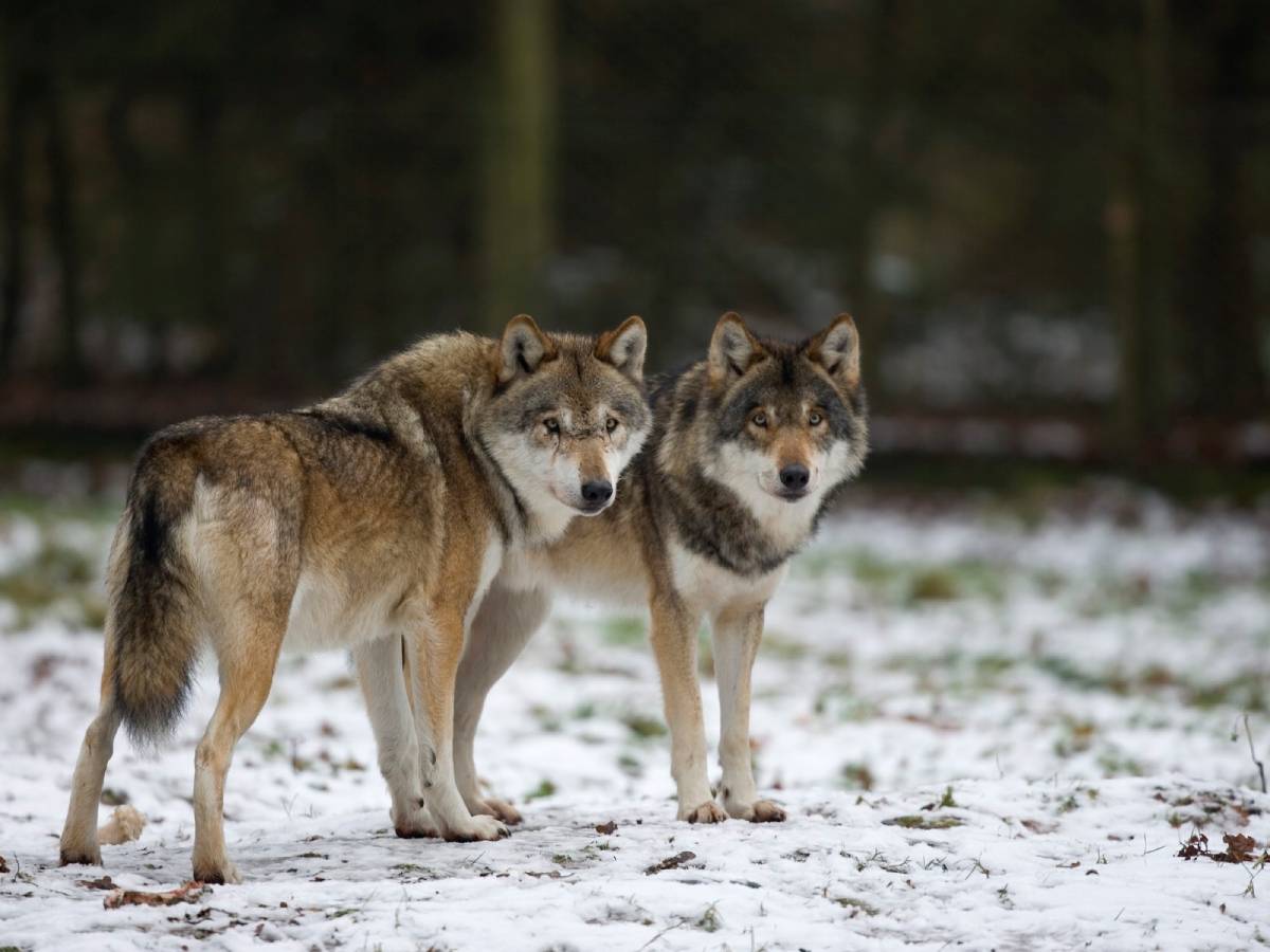 Vukova je sve više u Nemačkoj, imaju najvišu stopu preživljavanja u ...