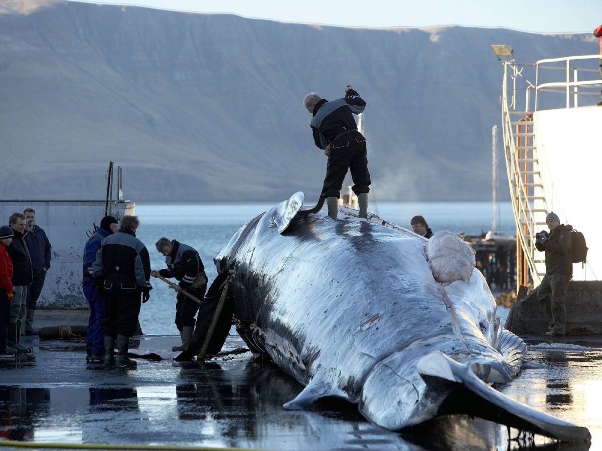 Island dozvolio lov na kitove u narednih 5 godina | EUpravo zato