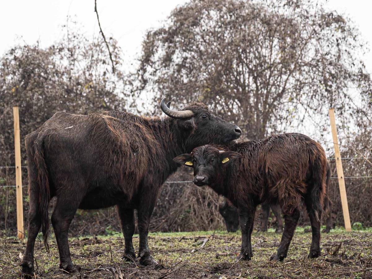 Vodeni bivoli spasavaju Obedsku baru | EUpravo zato