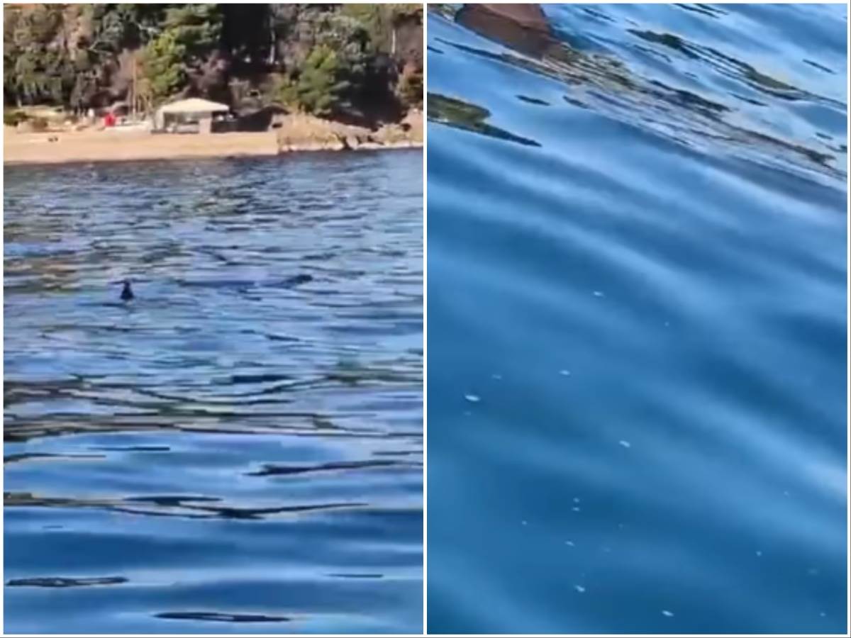 Ajkula od 8 metara snimljena u Istri | EUpravo zato