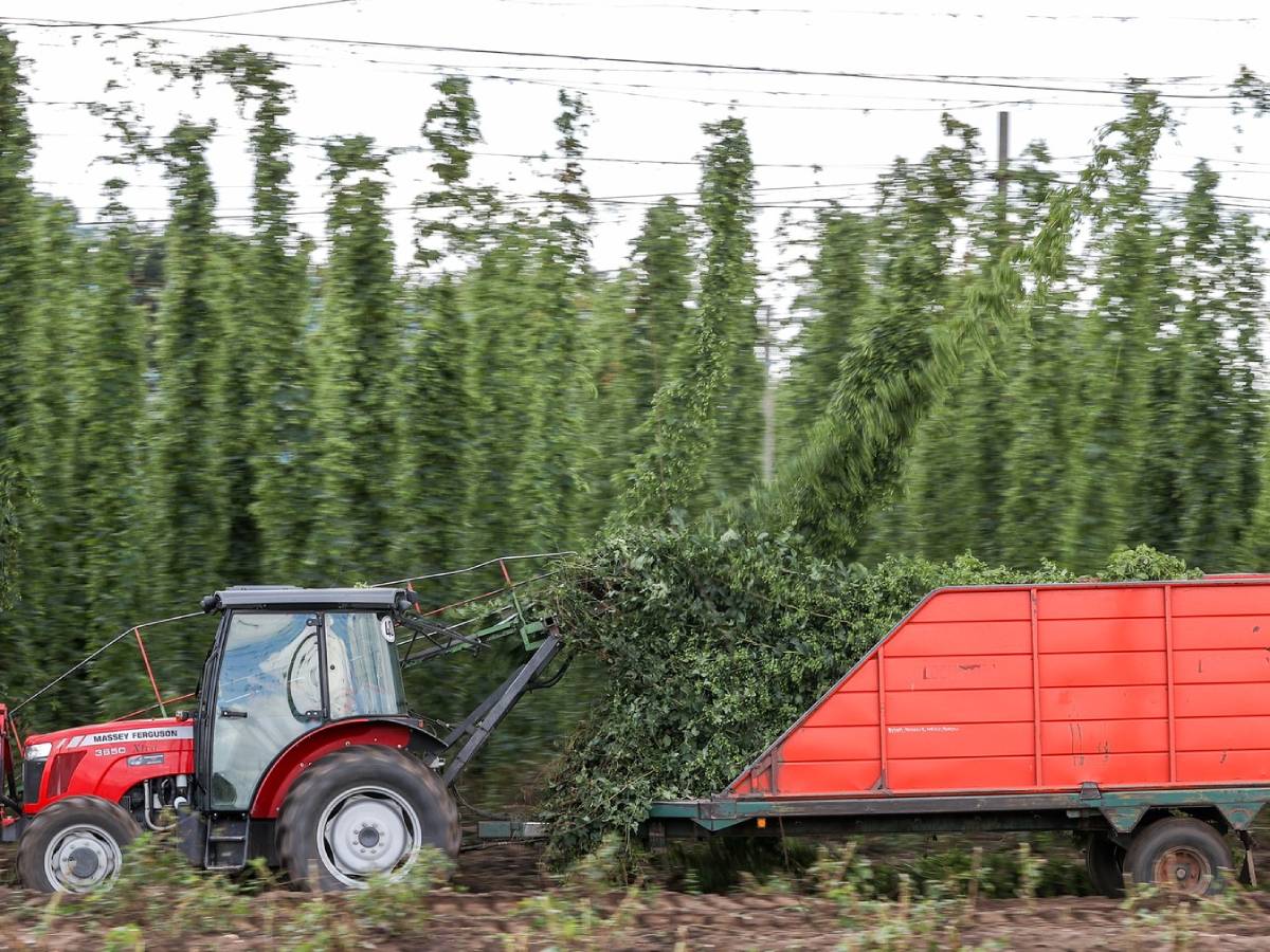 Hmelj je tražena roba u Evropi, za njega daju do 1.000 evra | EUpravo zato