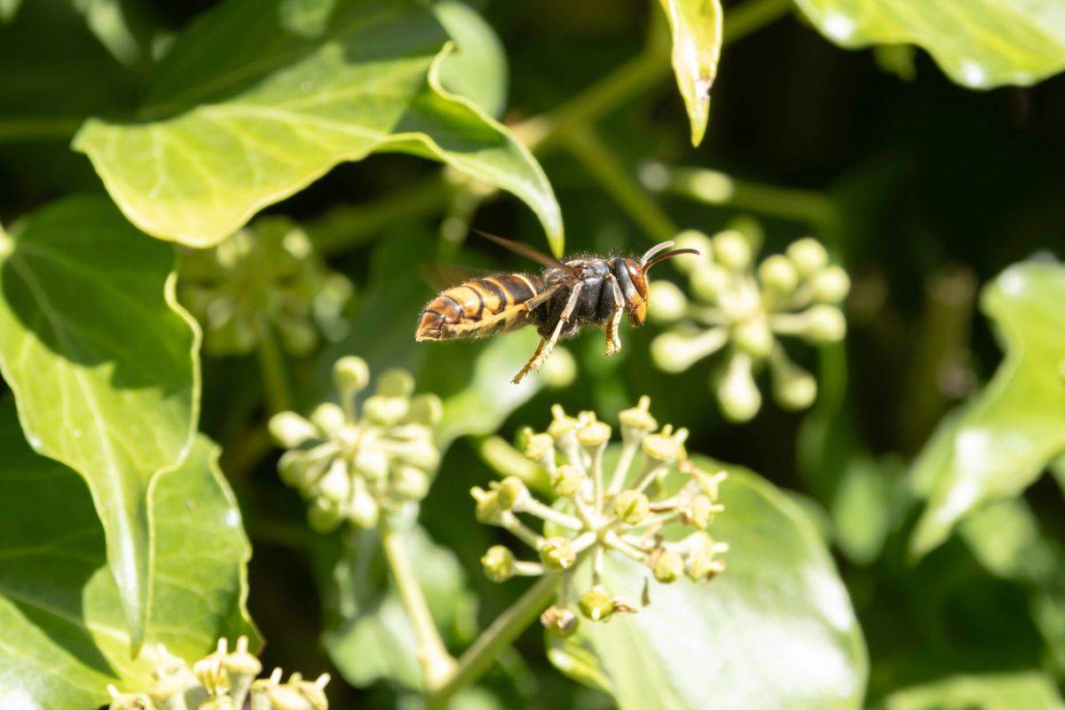 Azijski stršljen ubija evropske autohtone vrste insekata | EUpravo zato