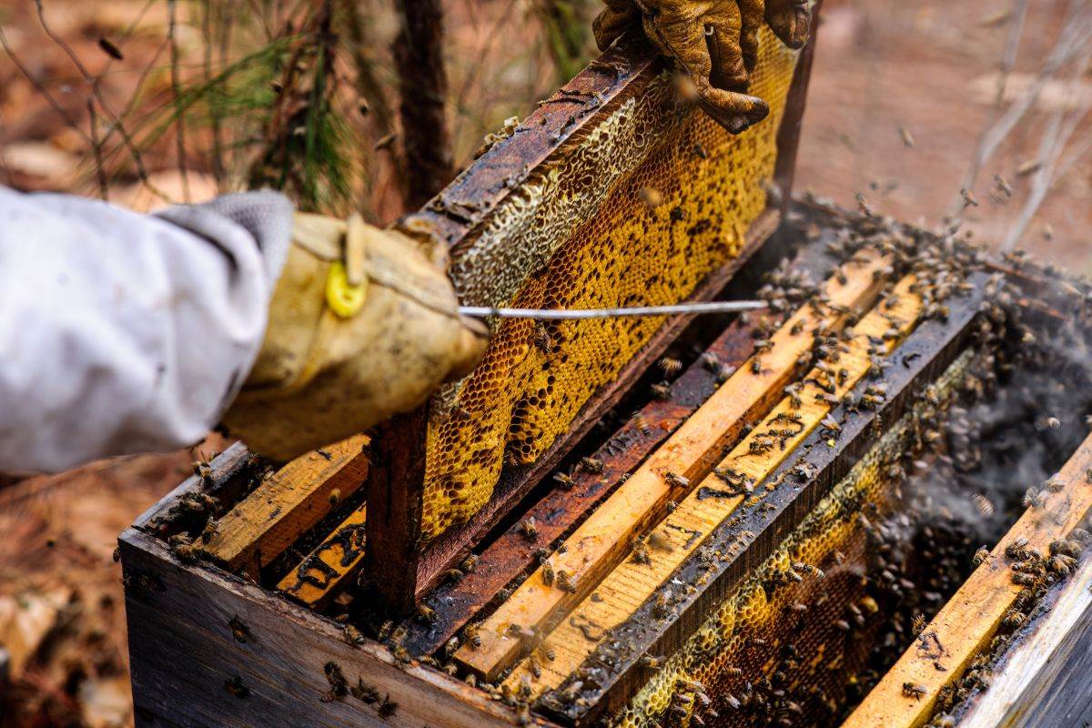 Košnice naglo ostale bez pčela u Srbiji, zabeležena masovna uginuća ...