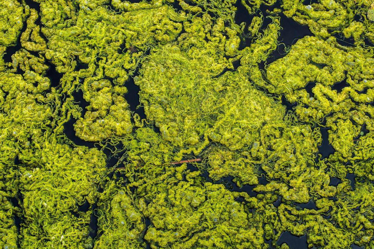 Oživeli alge koje su bile uspavane 7.000 godina u Baltičkom moru ...