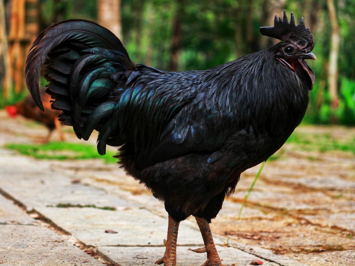 Milan gaji crne kokoške koje koštaju 500 evra po komadu kod Paraćina ...