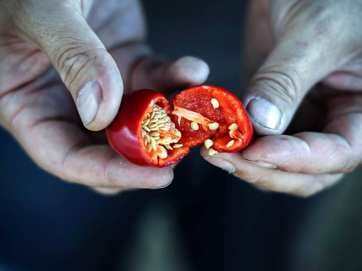 Kako raste paprika u digitalizovanom plasteniku kod Kruševca? | EUpravo ...