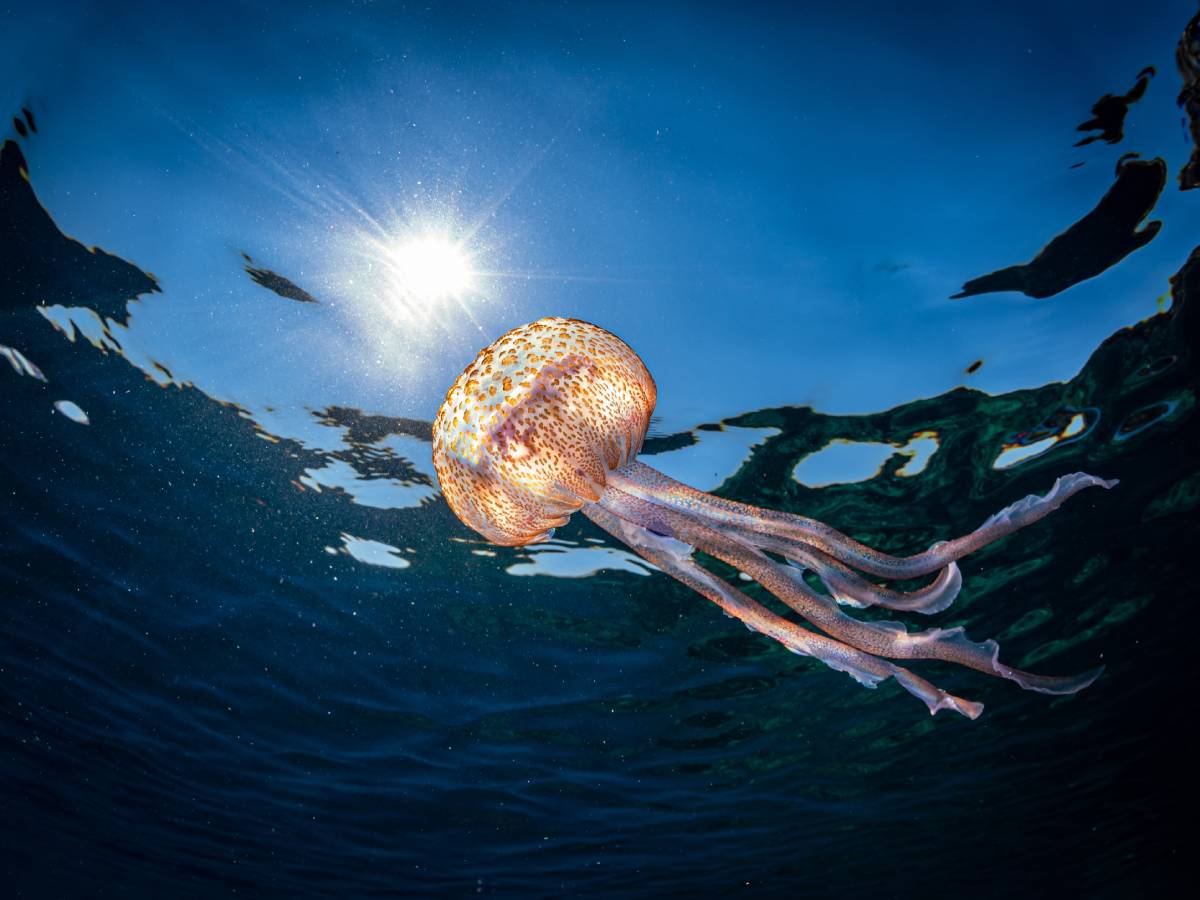 Roj meduza zaustavio jednu od najvećih nuklearki u Francuskoj | EUpravo ...