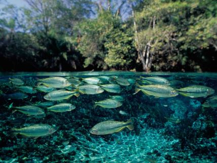 Riba uklija otkriva kakvo je stanje naših reka jer se lako prilagođava ...