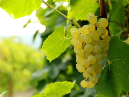 Skandinavci sve više proizvode vina: Toplija klima i nove sorte glavni ...