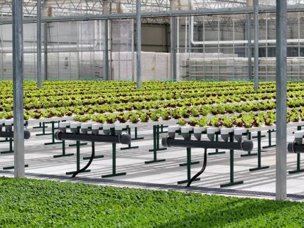 Staklenik u Irigu koji koristi najnovije tehnologije | EUpravo zato